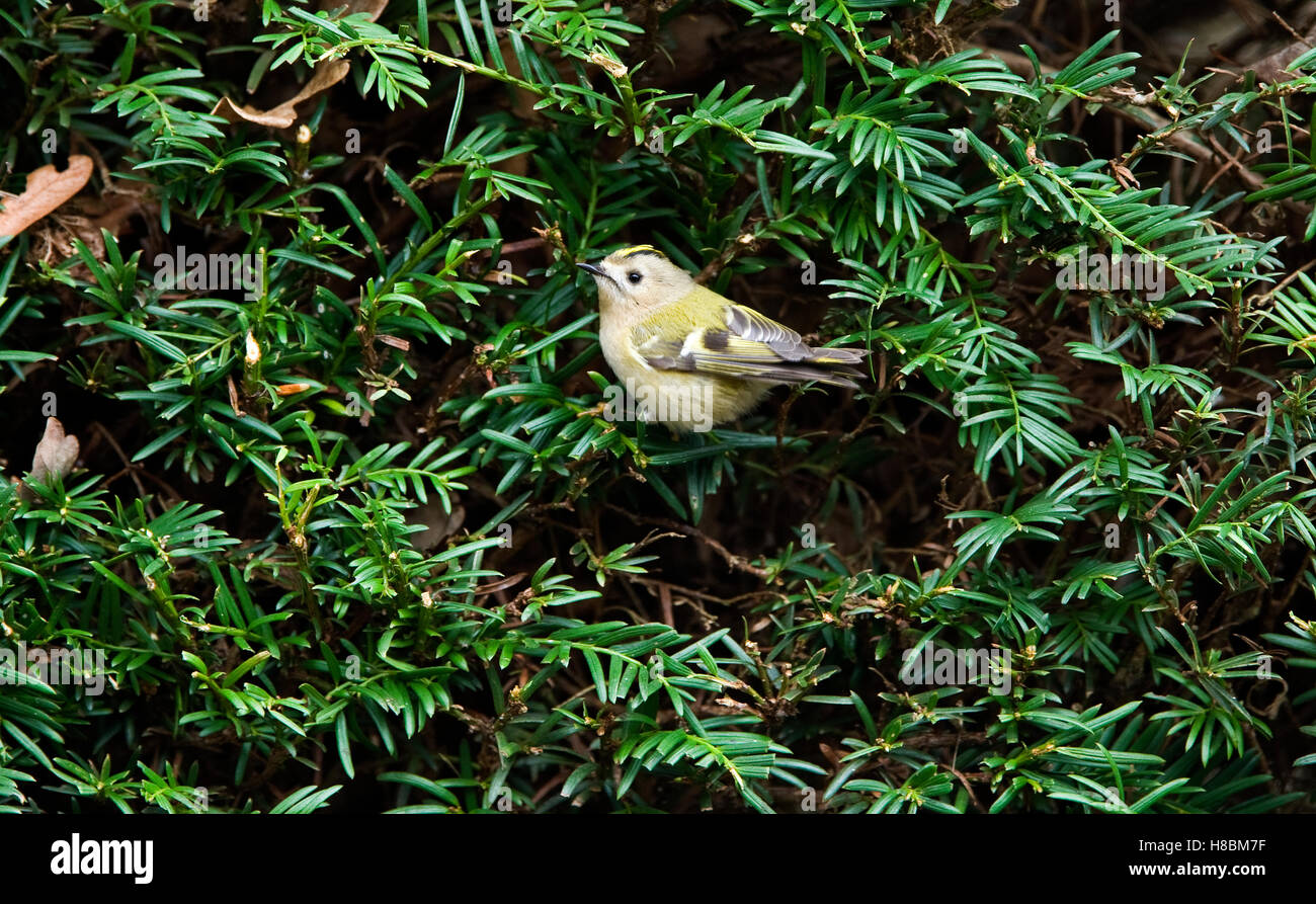 Goldcrest (Regulus regulus) in hedge, De Groote Peel National Park ...