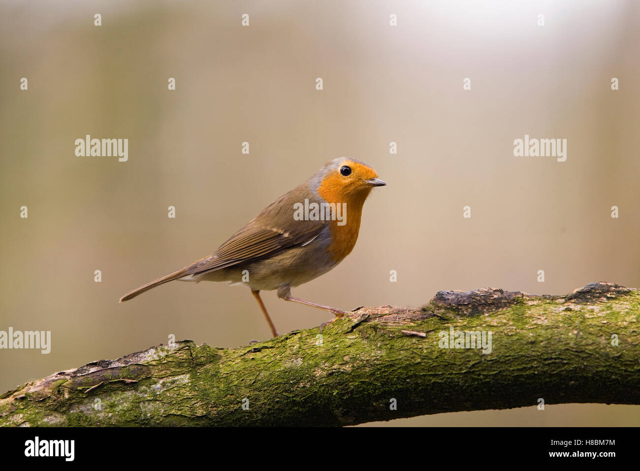 European Robin (Erithacus rubecula), De Groote Peel National Park ...