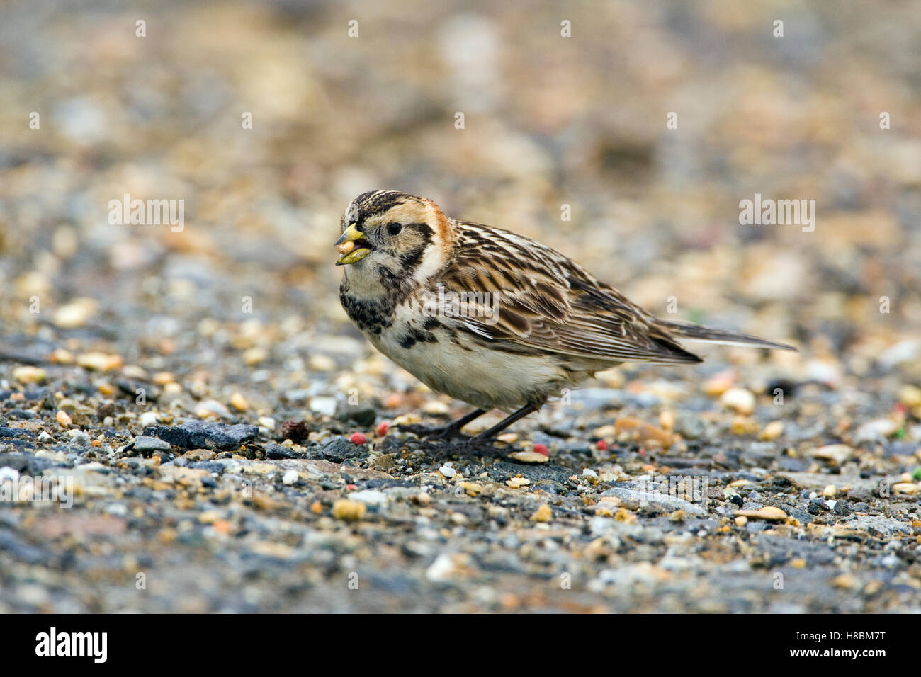 Lapland Bunting (Calcarius lapponicus) female, Alaska Stock Photo - Alamy
