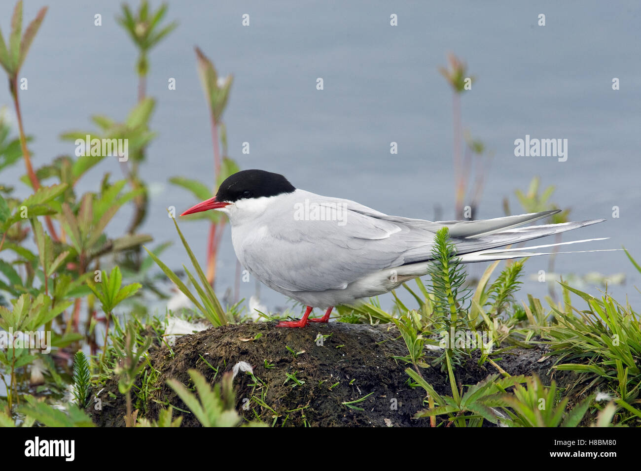 Arctic Tern (Sterna paradisaea) at the nest, Alaska Stock Photo - Alamy