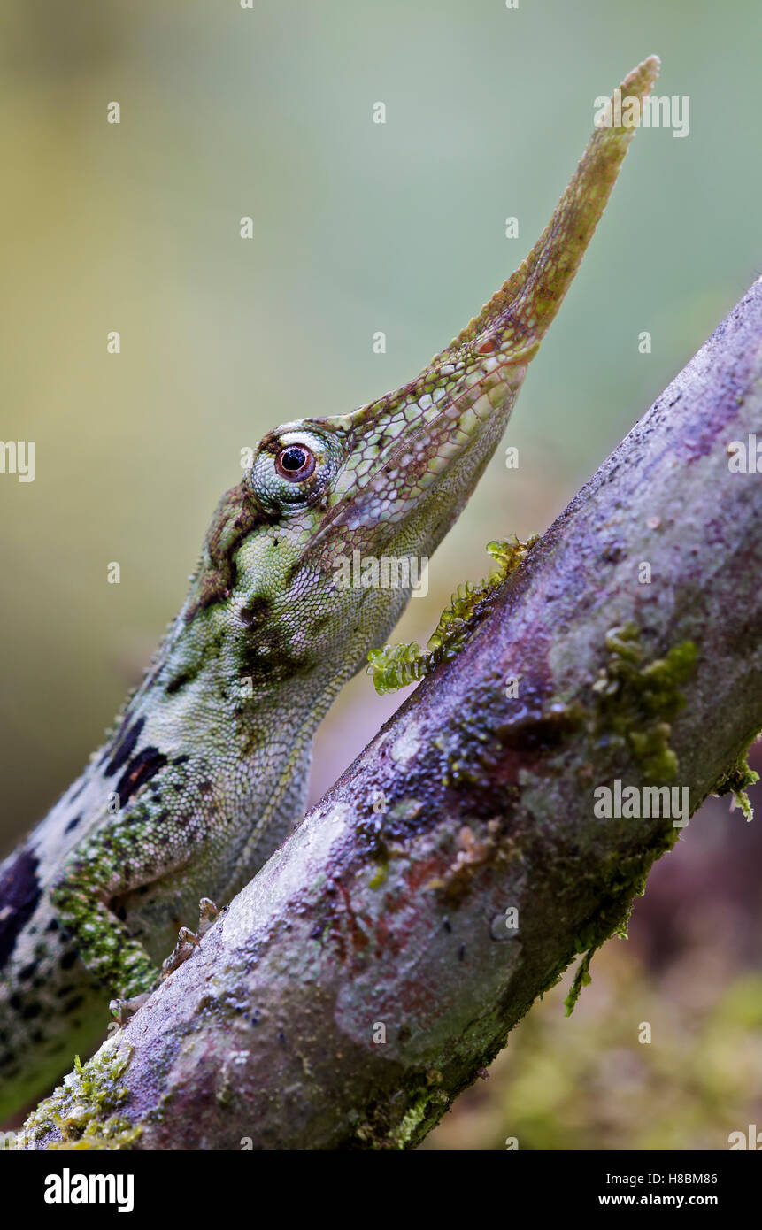 Horned Anole (Anolis proboscis) male, Mindo, Pichincha, Ecuador Stock ...