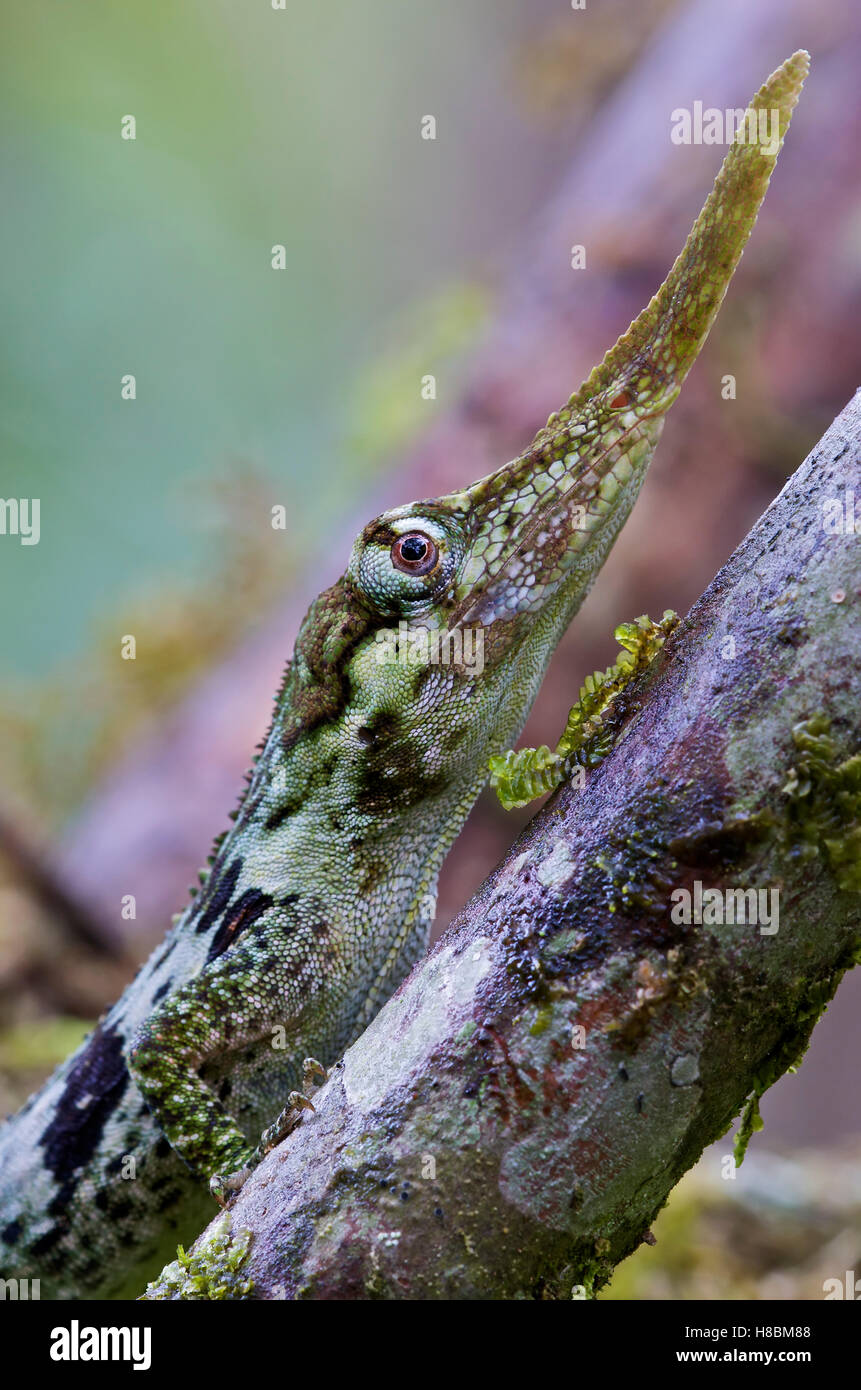 Horned Anole (Anolis proboscis) male, Mindo, Pichincha, Ecuador Stock ...
