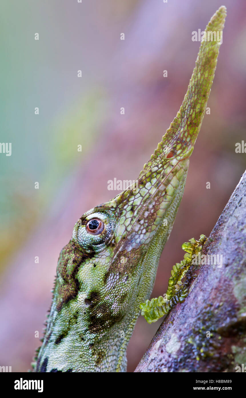 Horned Anole (Anolis proboscis) male, Mindo, Pichincha, Ecuador Stock ...