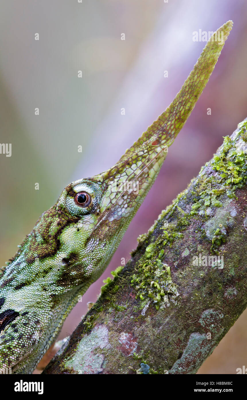 Horned Anole (Anolis proboscis) male, Mindo, Pichincha, Ecuador Stock ...