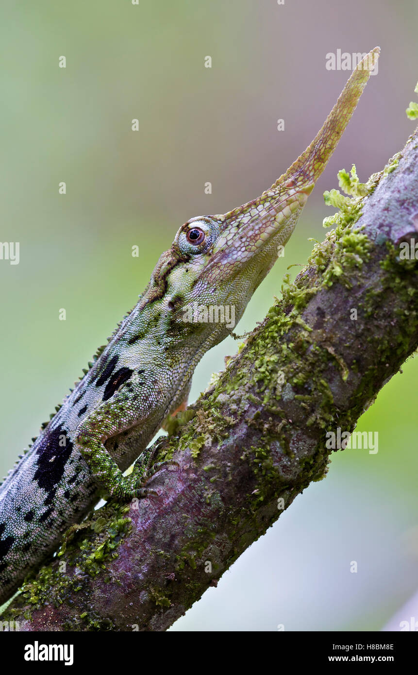 Horned Anole (Anolis proboscis) male on a branch, Mindo, Pichincha ...