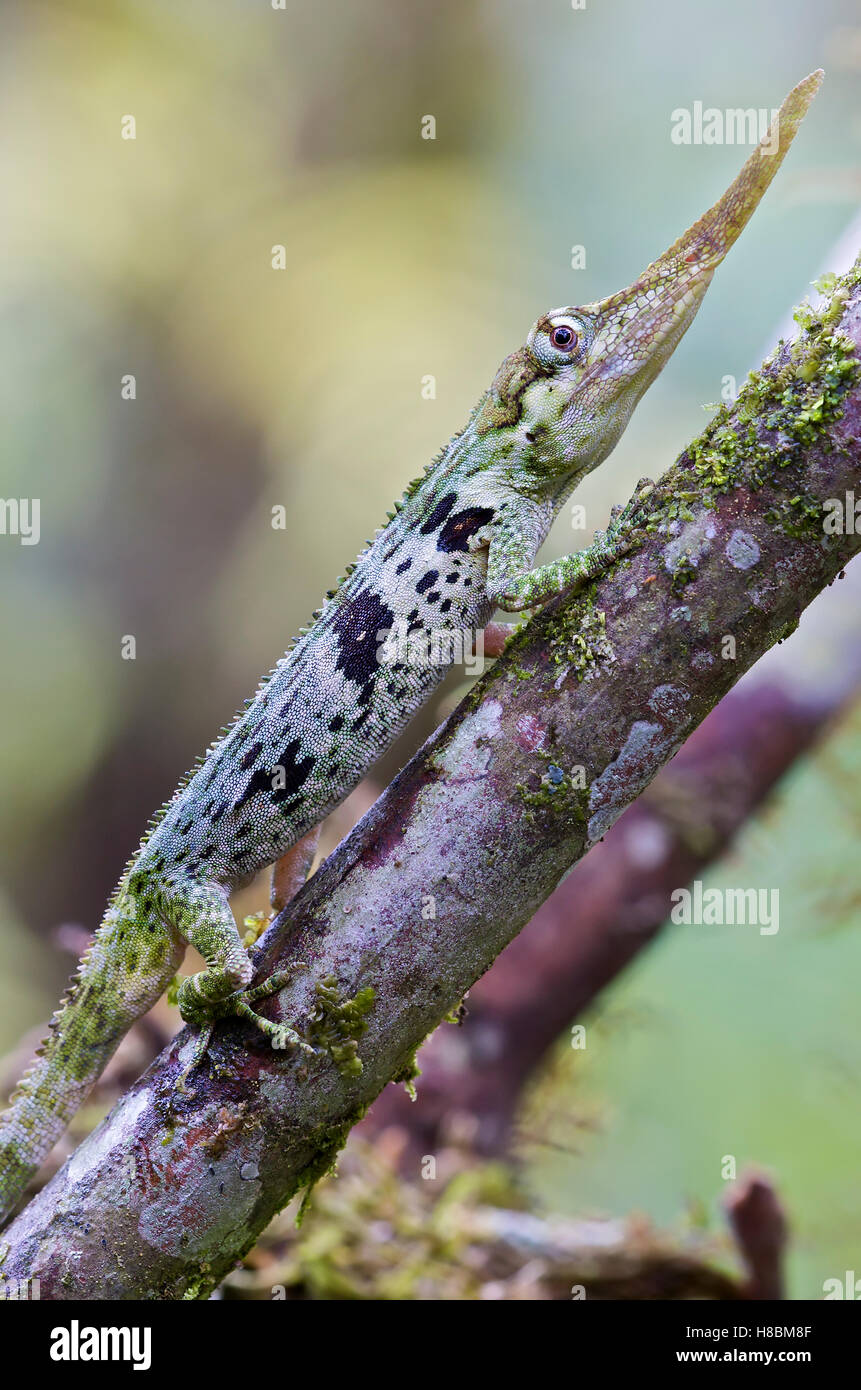 Horned Anole (Anolis proboscis) male on a branch, Mindo, Pichincha ...