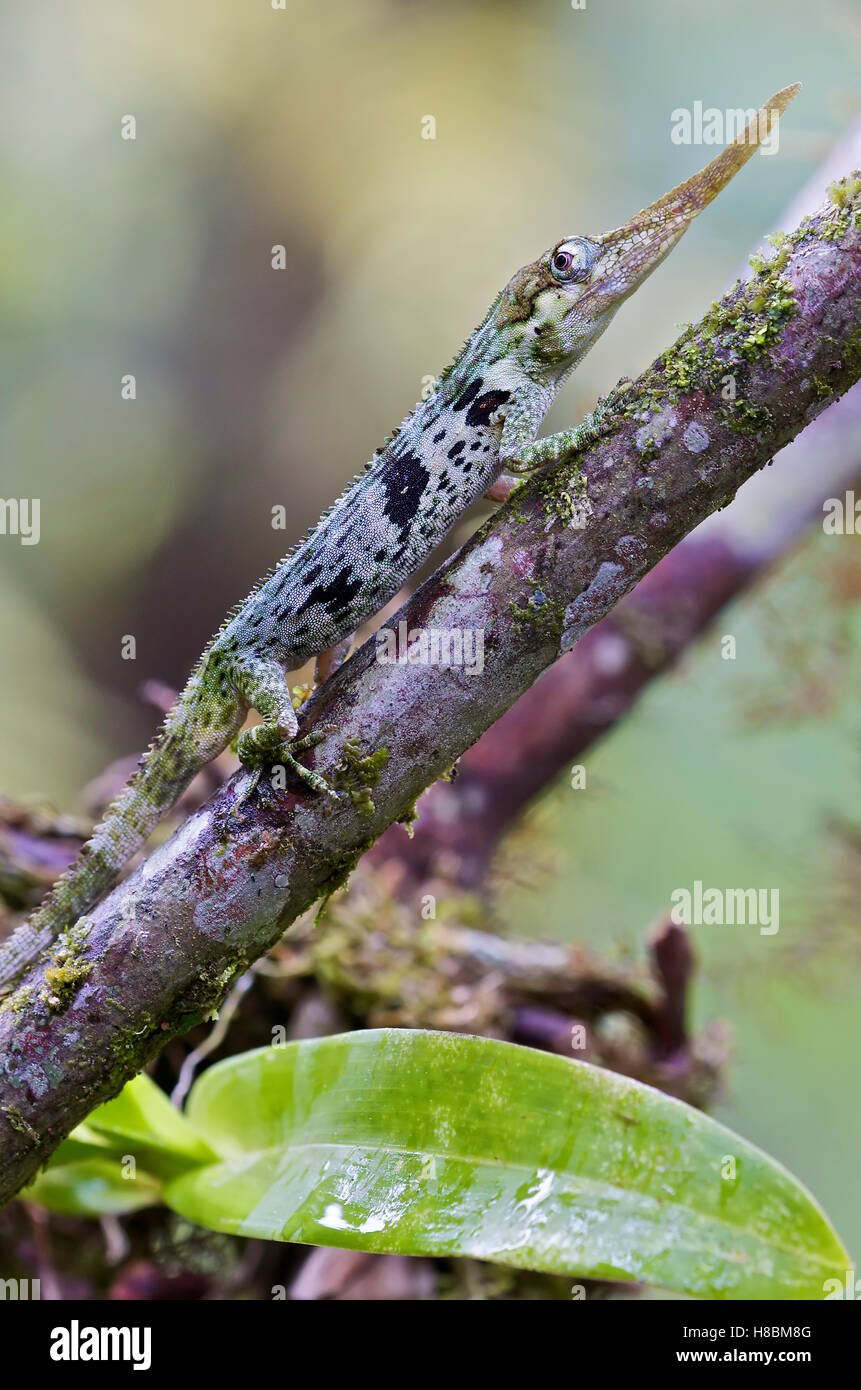 Horned Anole (Anolis proboscis) male, Mindo, Pichincha, Ecuador Stock ...