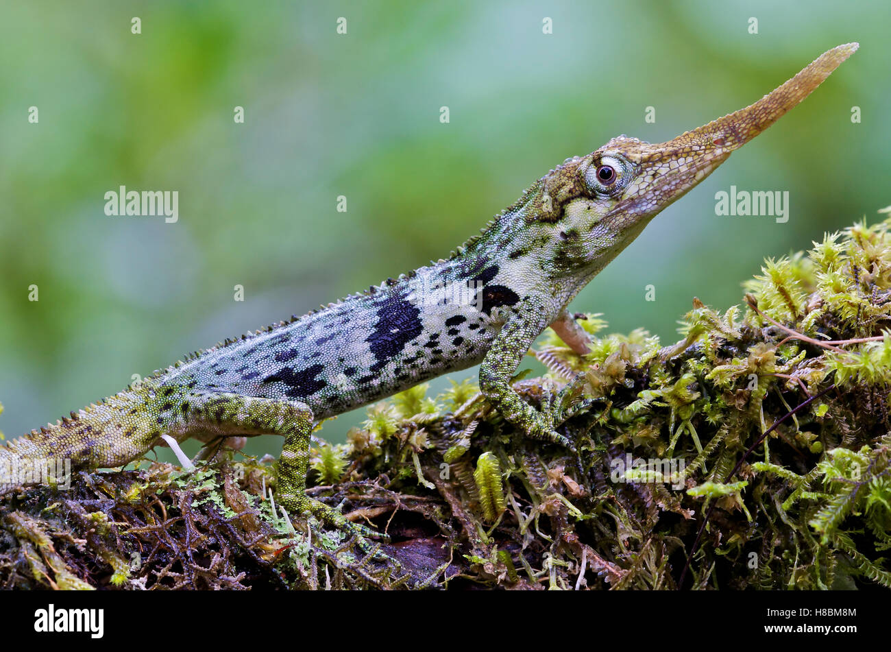 Horned Anole (Anolis proboscis) male on a mossy branch, Mindo ...