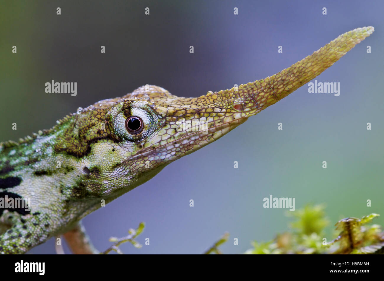 Horned Anole (Anolis proboscis) male, Mindo, Pichincha, Ecuador Stock ...