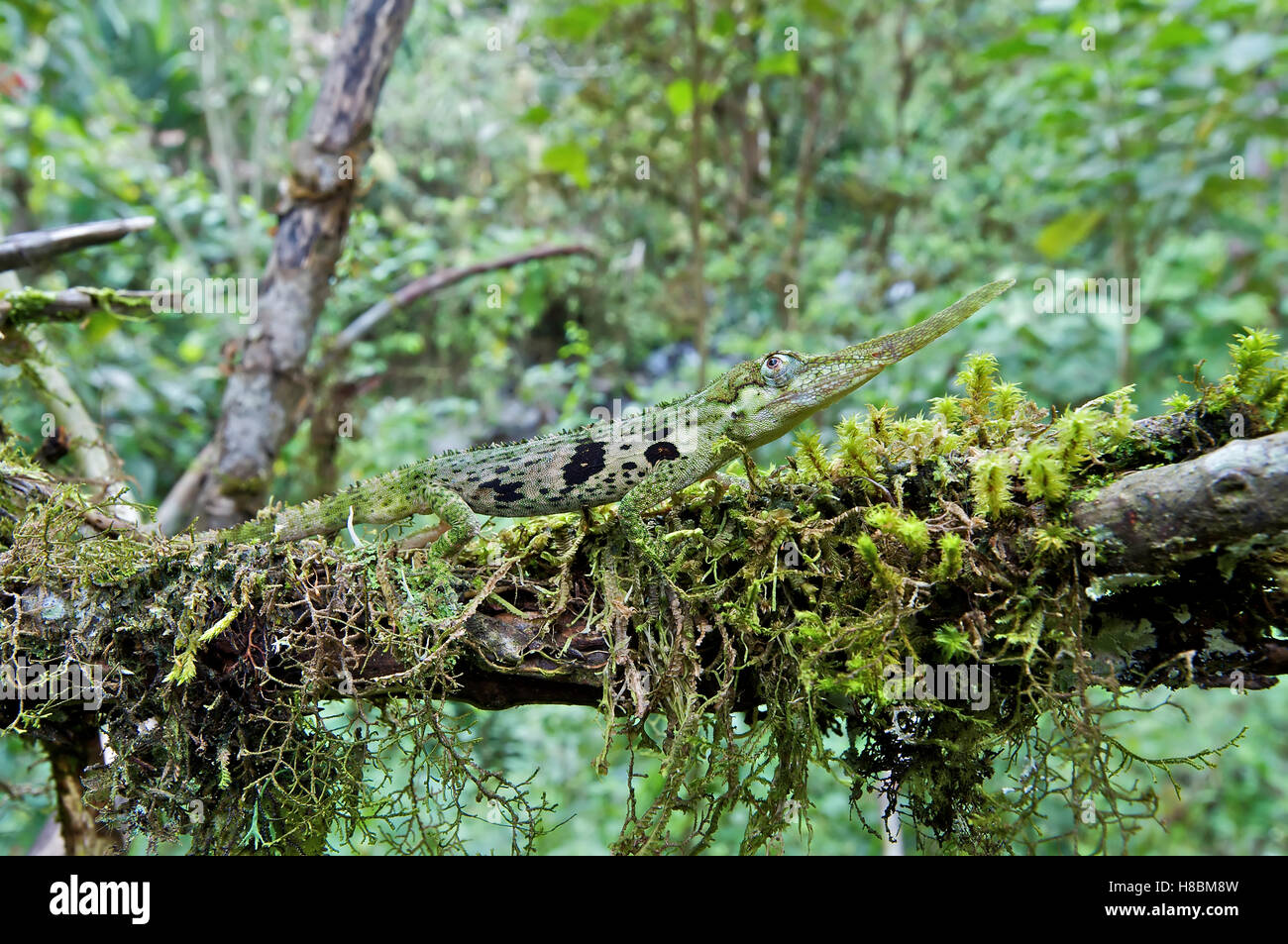 Horned Anole (Anolis proboscis) male in habitat, Mindo, Pichincha ...