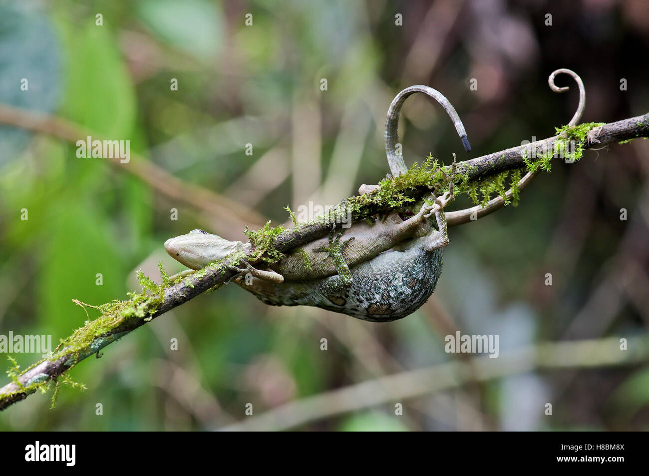 Horned Anole (Anolis proboscis) pair mating on branch, Mindo, Pichincha ...