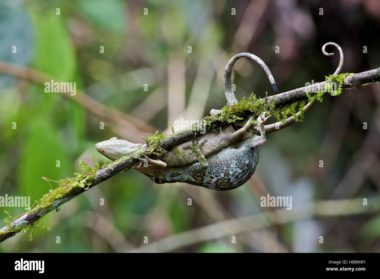 Horned Anole (Anolis proboscis) pair mating while hanging from twig ...