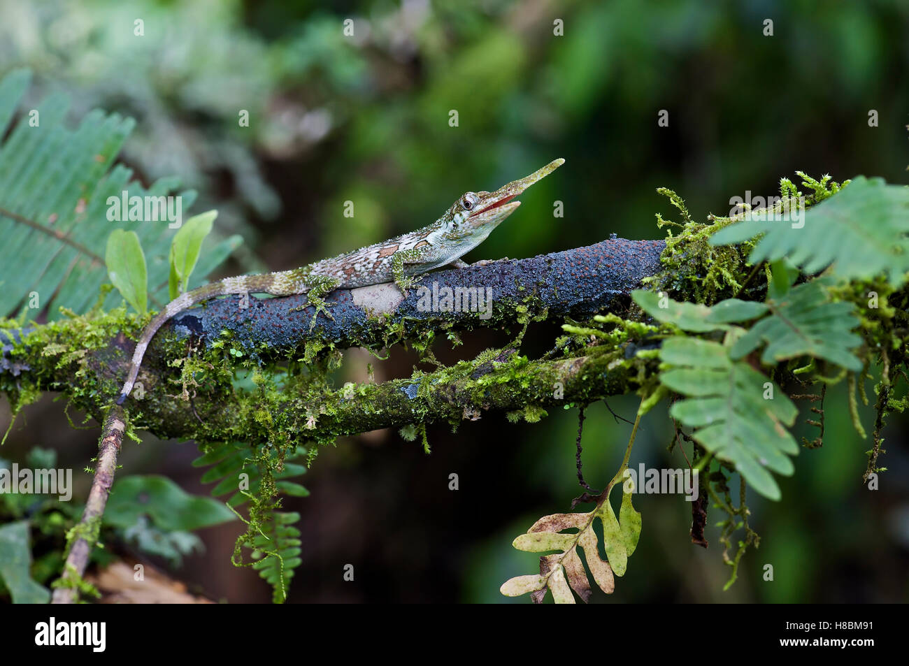 Horned Anole (Anolis proboscis) male on branch in rainforest, Mindo ...