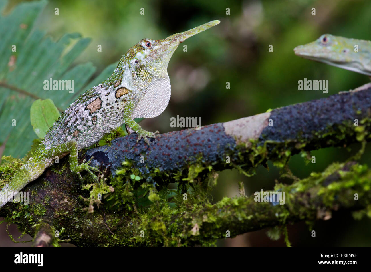 Horned Anole (Anolis proboscis) male displaying dewlap to female ...