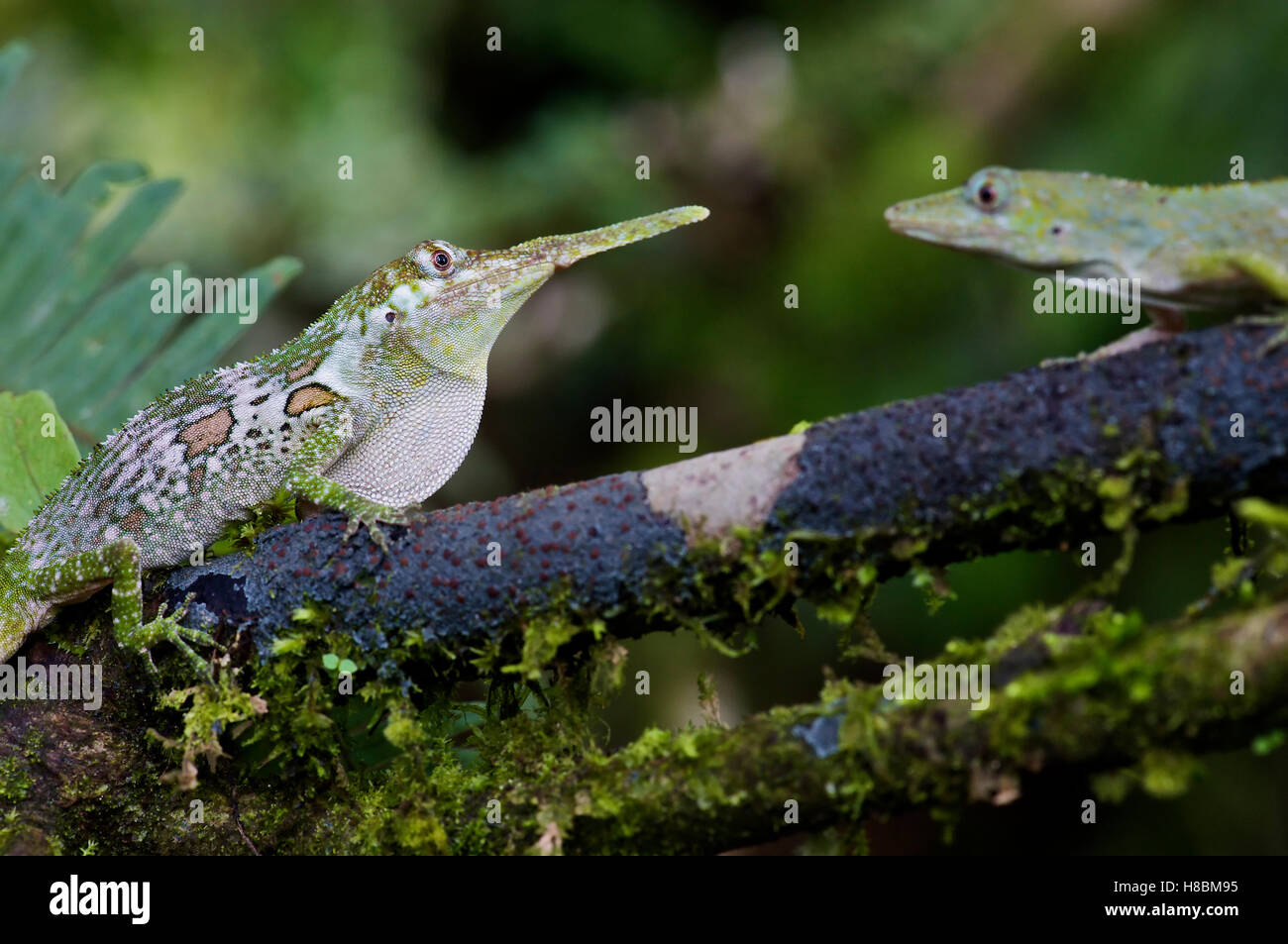 Horned Anole (Anolis proboscis) male displaying dewlap to female ...