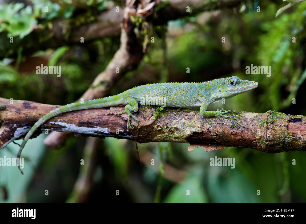 Horned Anole (Anolis proboscis) female on a branch, Mindo, Pichincha ...