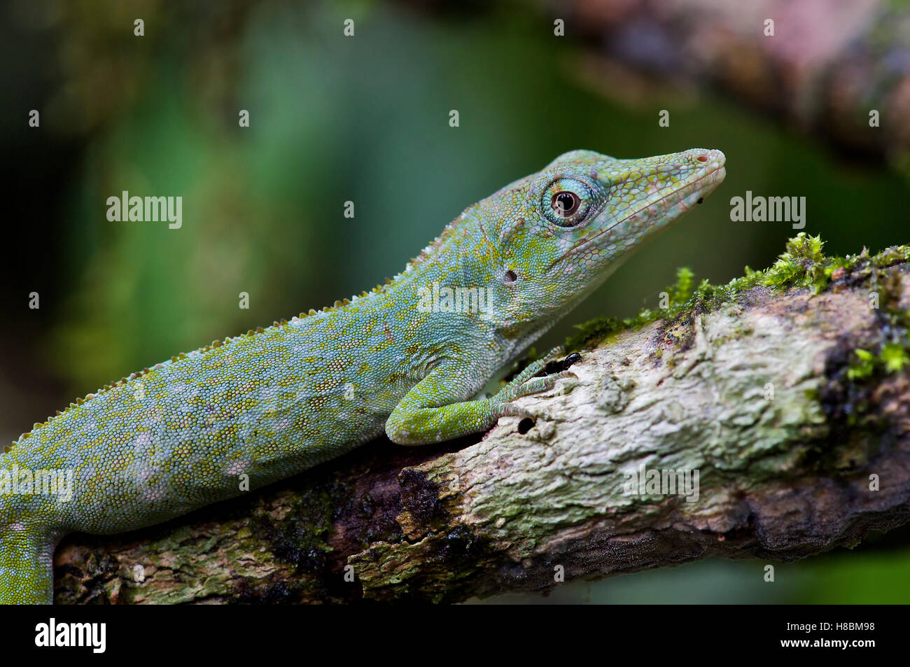 Horned Anole (Anolis proboscis) female, Mindo, Pichincha, Ecuador Stock ...