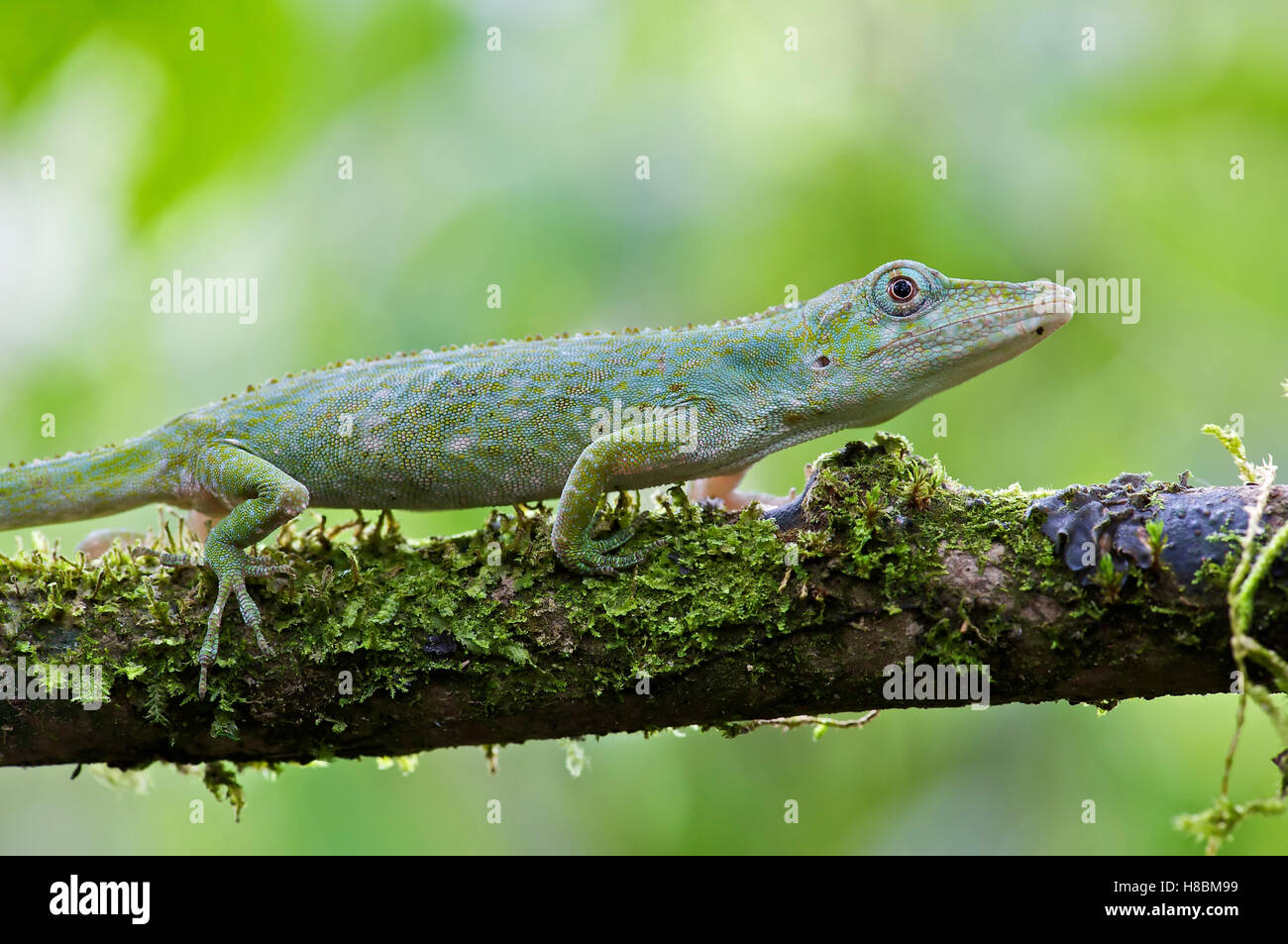 Horned Anole (Anolis proboscis) female on a branch, Mindo, Pichincha ...