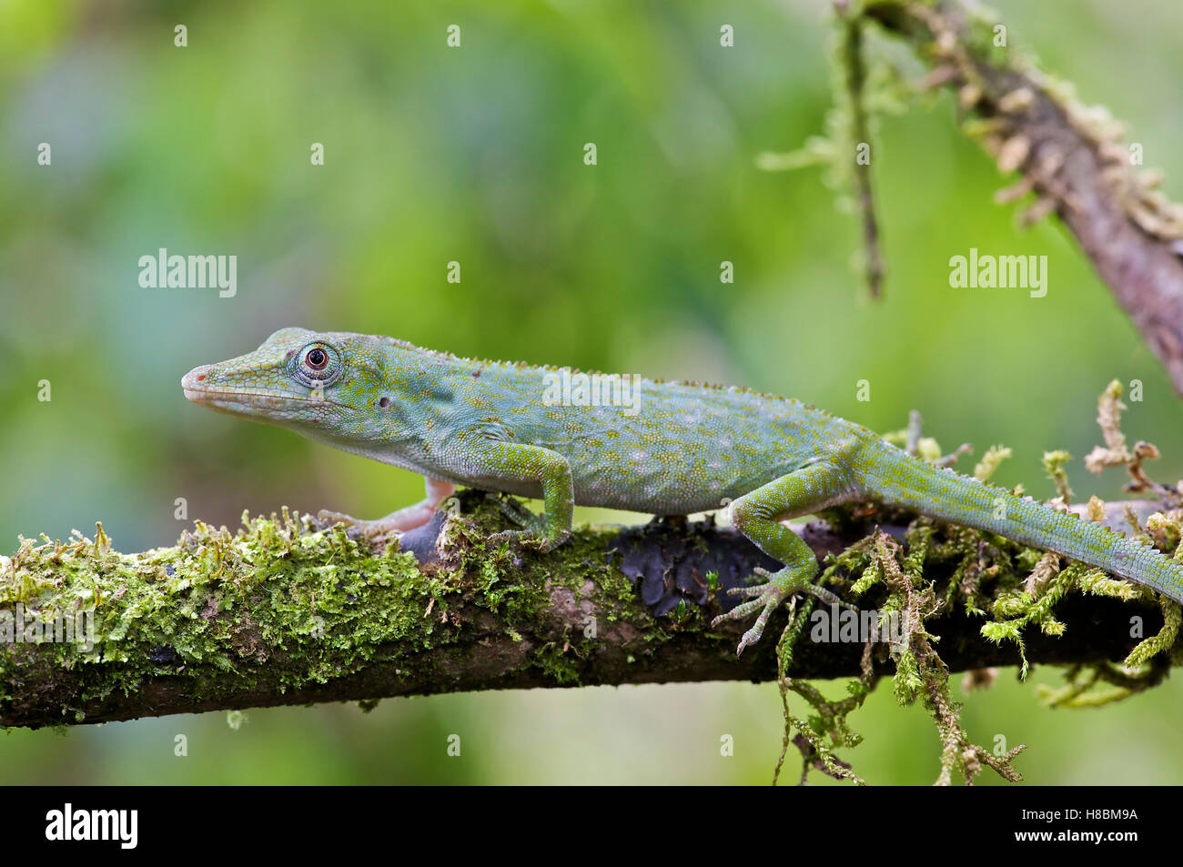 Horned Anole (Anolis proboscis) female, Mindo, Pichincha, Ecuador Stock ...