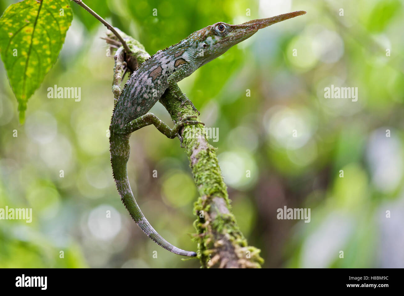Horned Anole (Anolis proboscis) male on a twig, Mindo, Pichincha ...