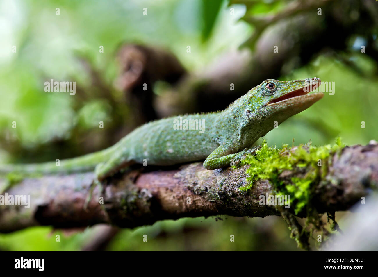 Horned Anole (Anolis proboscis) female on a branch, Mindo, Pichincha ...