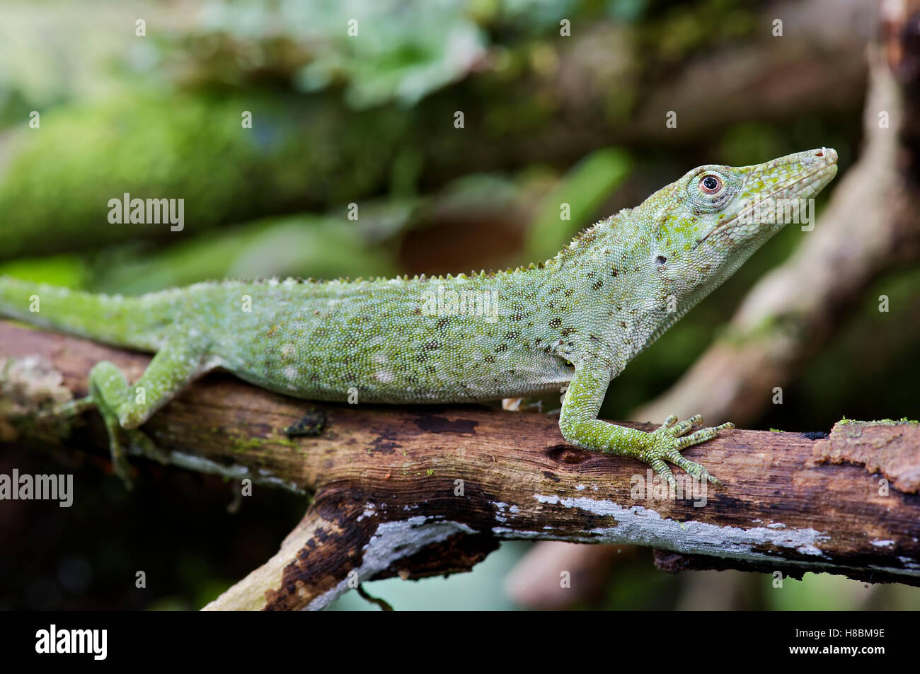 Horned Anole (Anolis proboscis) female, Mindo, Pichincha, Ecuador Stock ...