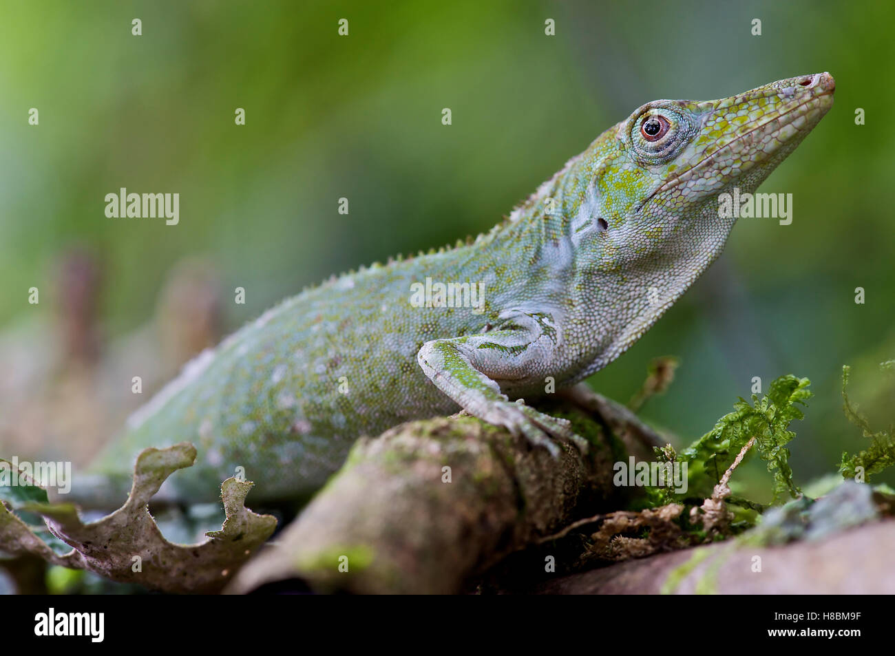 Horned Anole (Anolis proboscis) female beginning to shed skin, Mindo ...