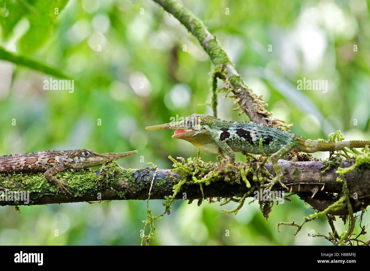 Horned Anole (Anolis proboscis) males confronting on branch, Mindo ...