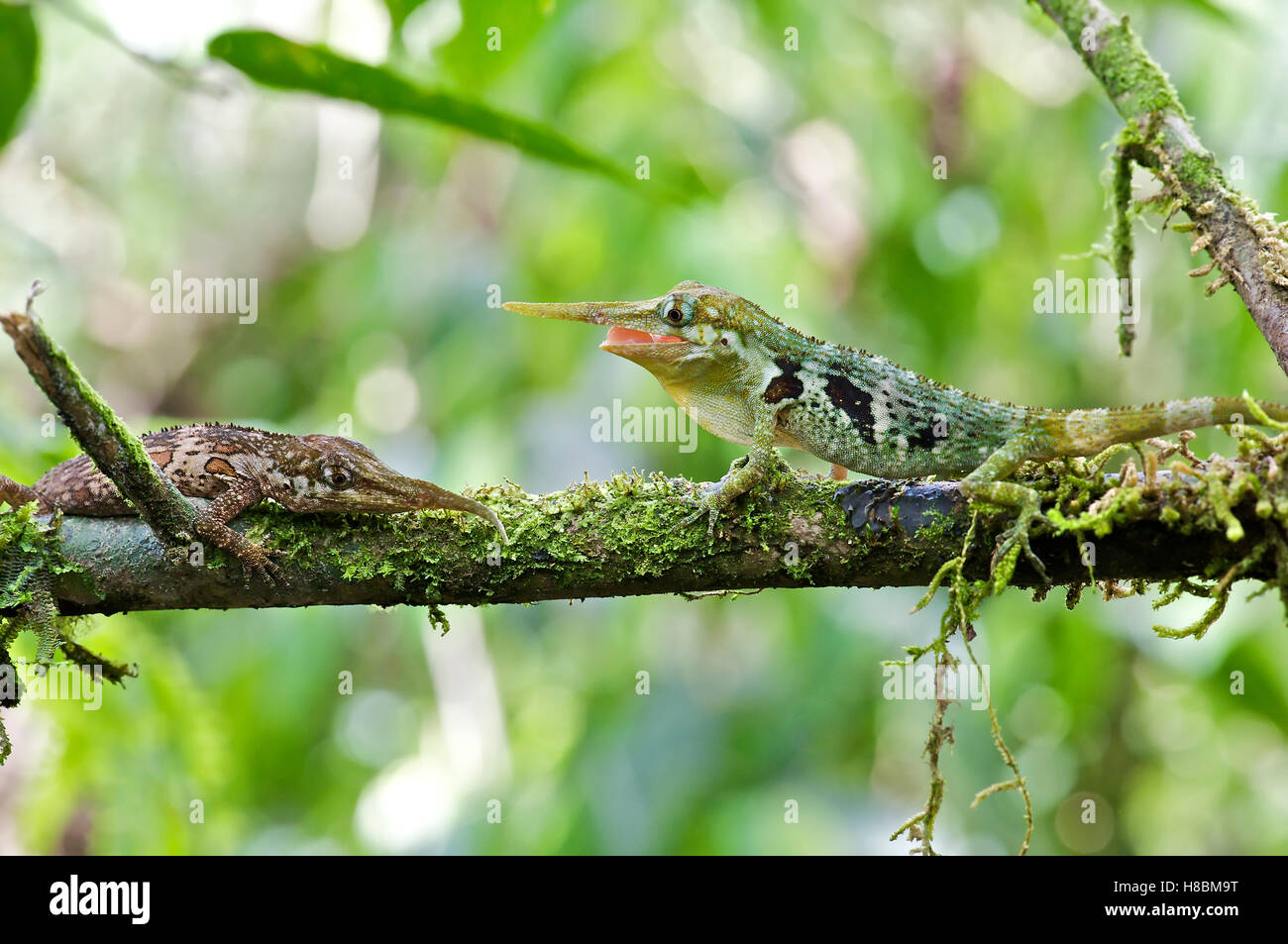 Horned Anole (Anolis proboscis) males confronting on branch, Mindo ...