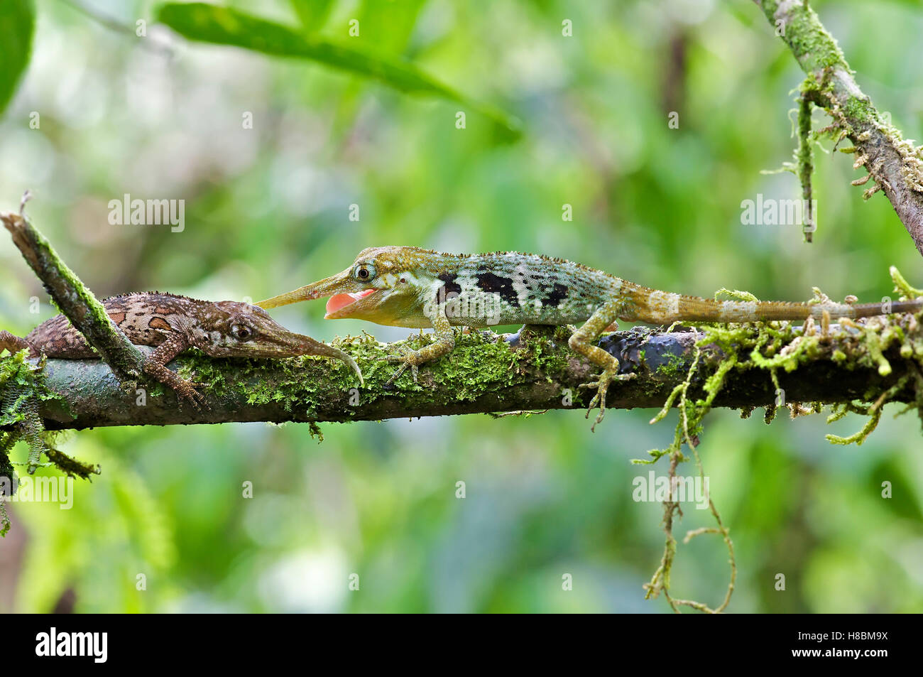 Horned Anole (Anolis proboscis) males confronting on branch, Mindo ...