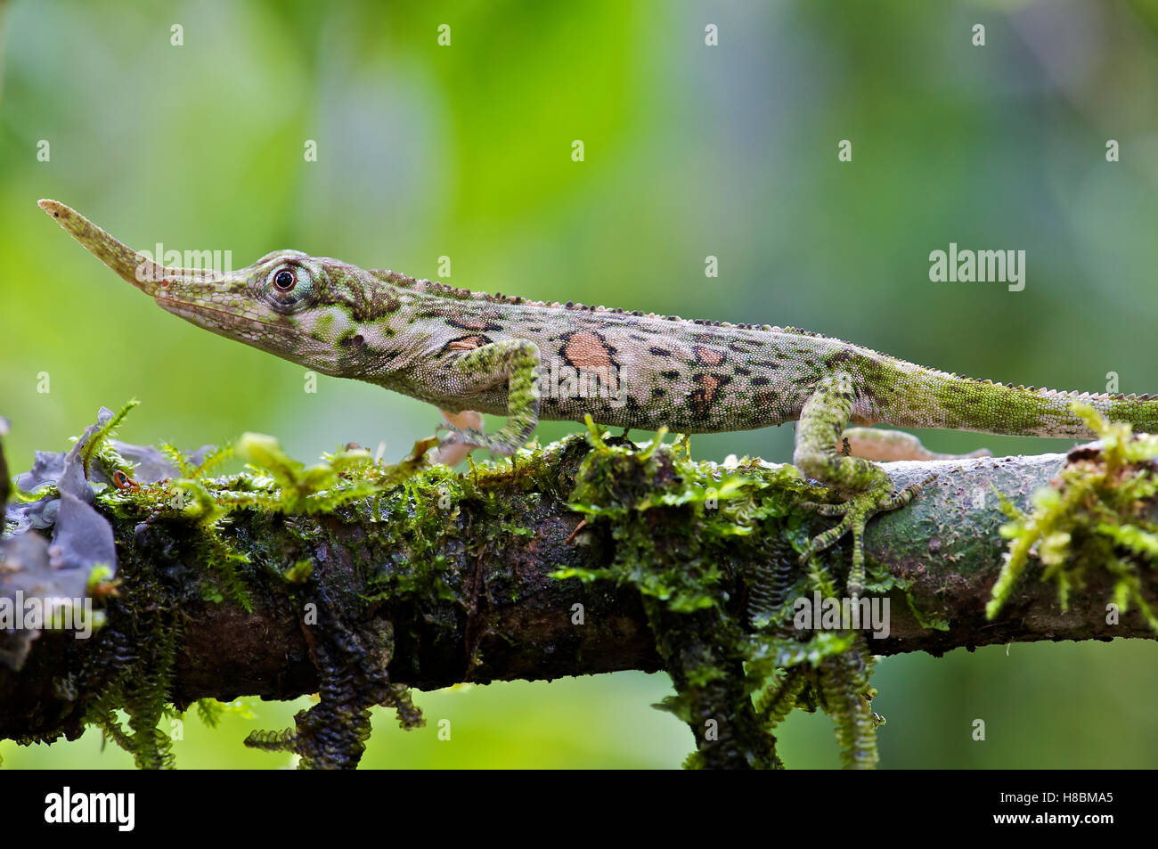 Horned Anole (Anolis proboscis) subadult male walking over a mossy ...