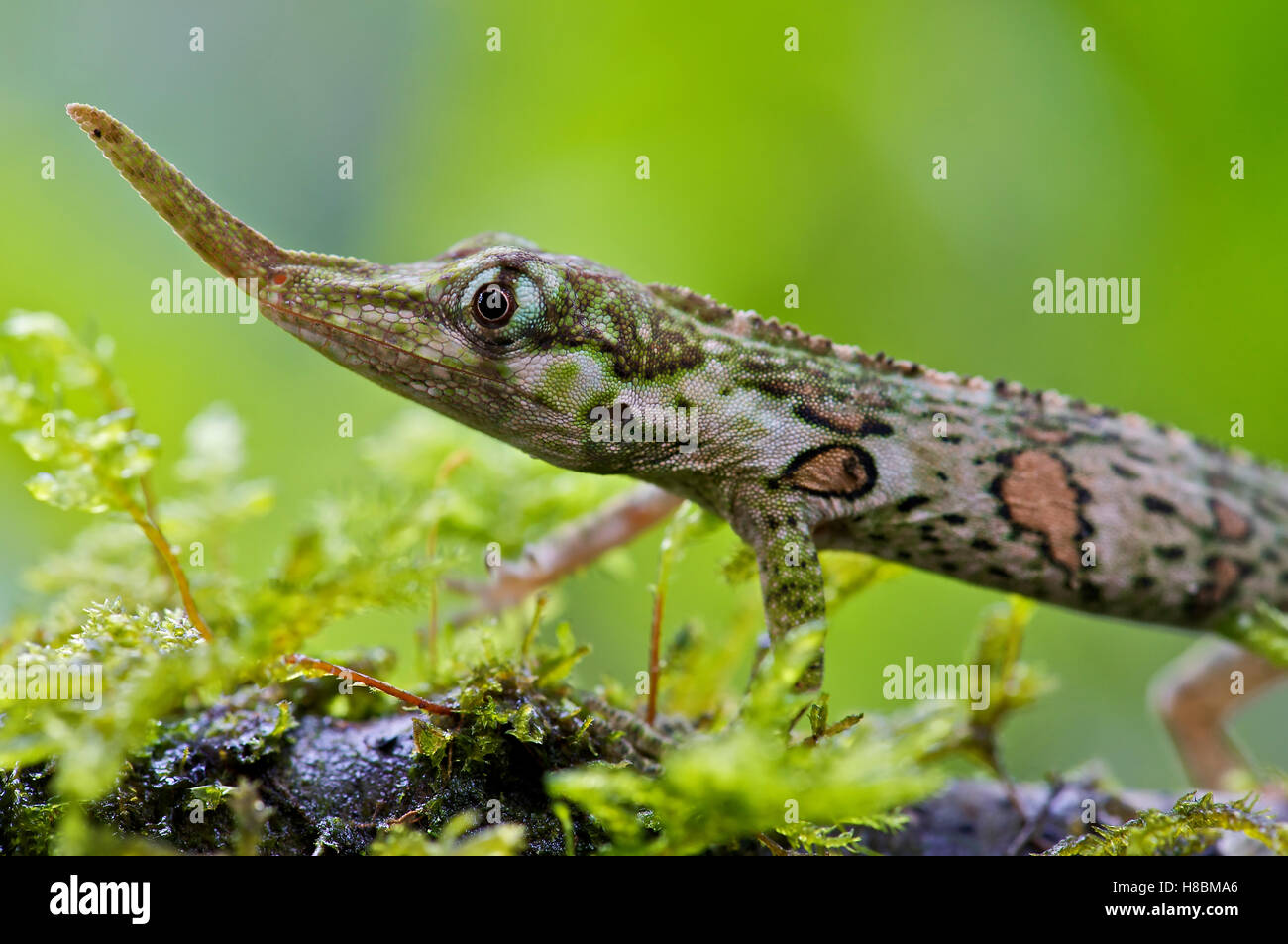 Horned Anole (Anolis proboscis) subadult male walking, Mindo, Pichincha ...