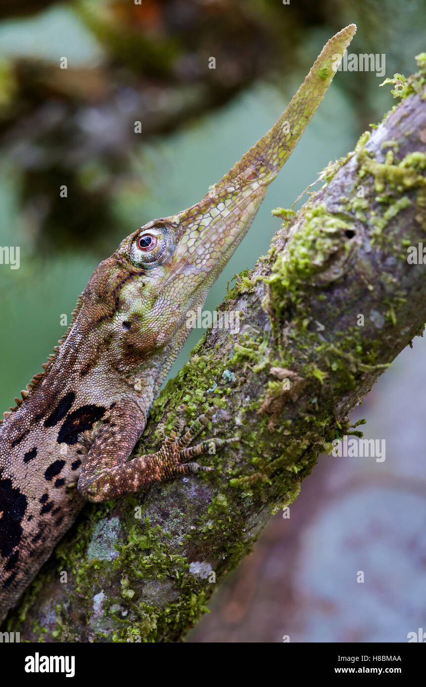 Horned Anole (Anolis proboscis) male on tree branch, Mindo, Pichincha ...