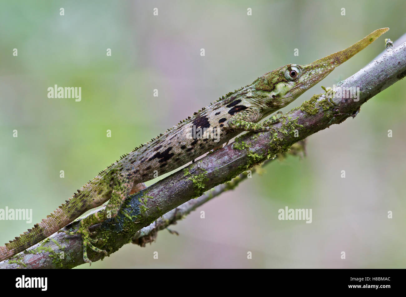 Horned Anole (Anolis proboscis) male walking over a branch, Mindo ...