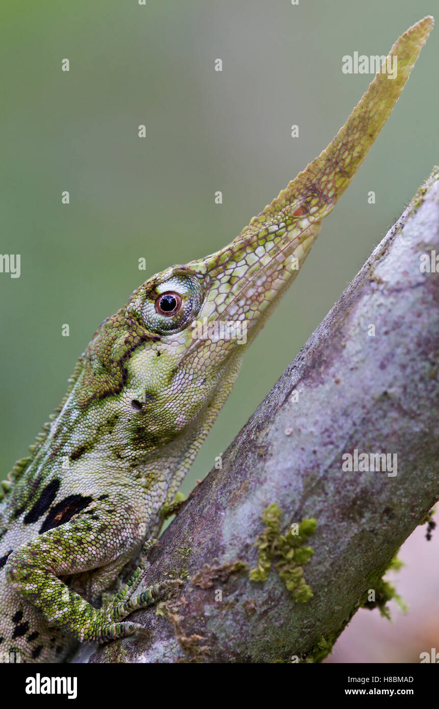 Horned Anole (Anolis proboscis) male on a tree branch, Mindo, Pichincha ...