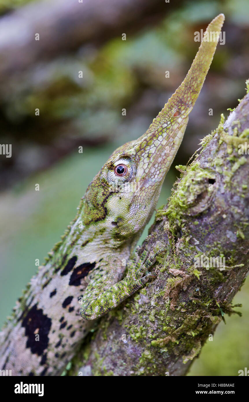Horned Anole (Anolis proboscis) male, Mindo, Pichincha, Ecuador Stock ...