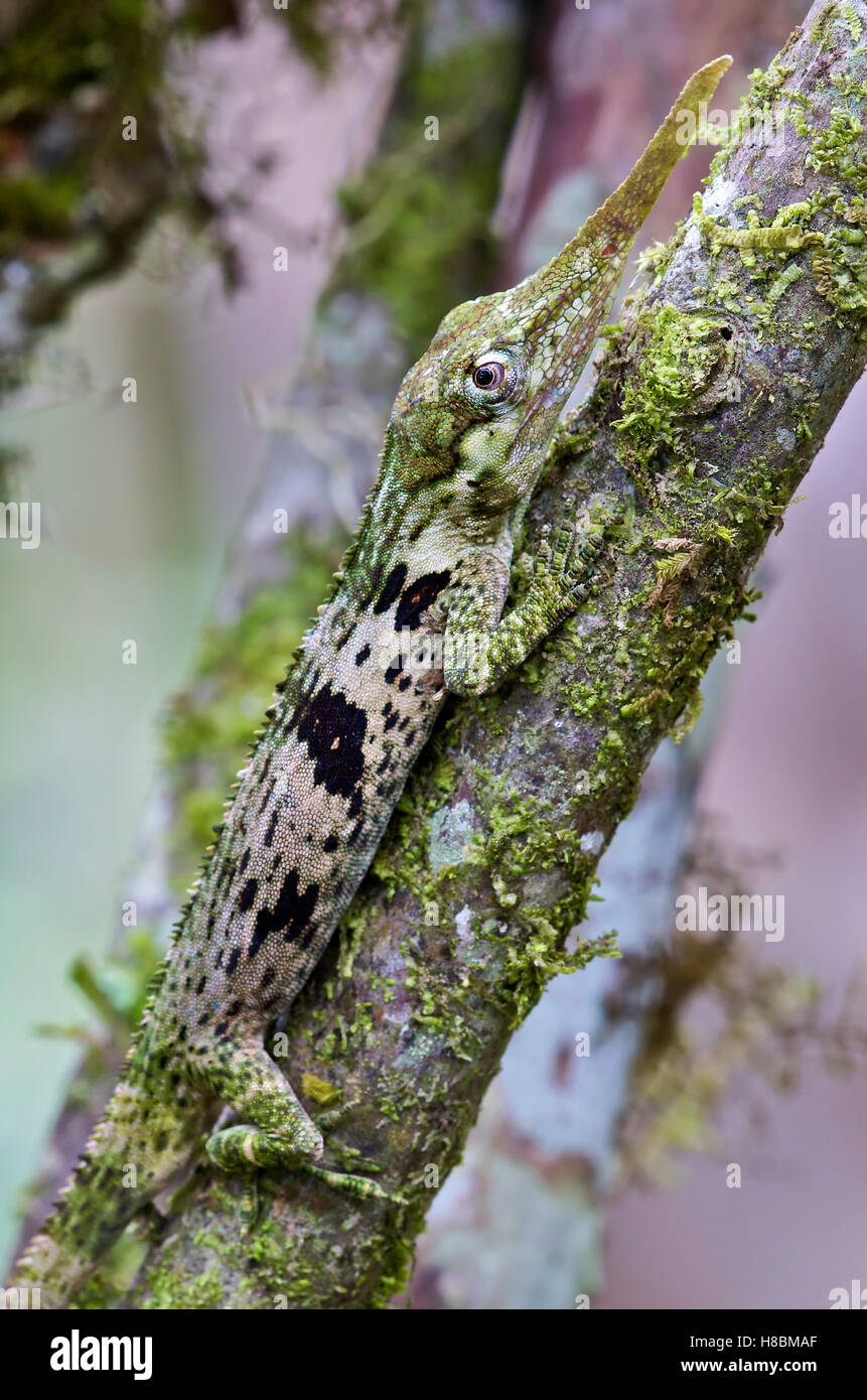 Horned Anole (Anolis proboscis) male camouflaged male on branch, Mindo ...