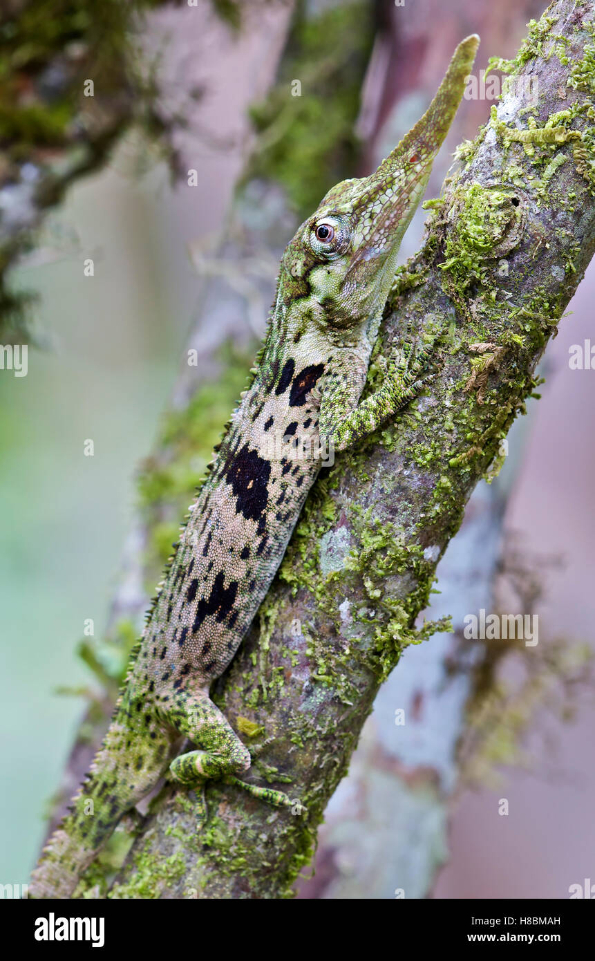 Horned Anole (Anolis proboscis) male camouflaged on a mossy branch ...