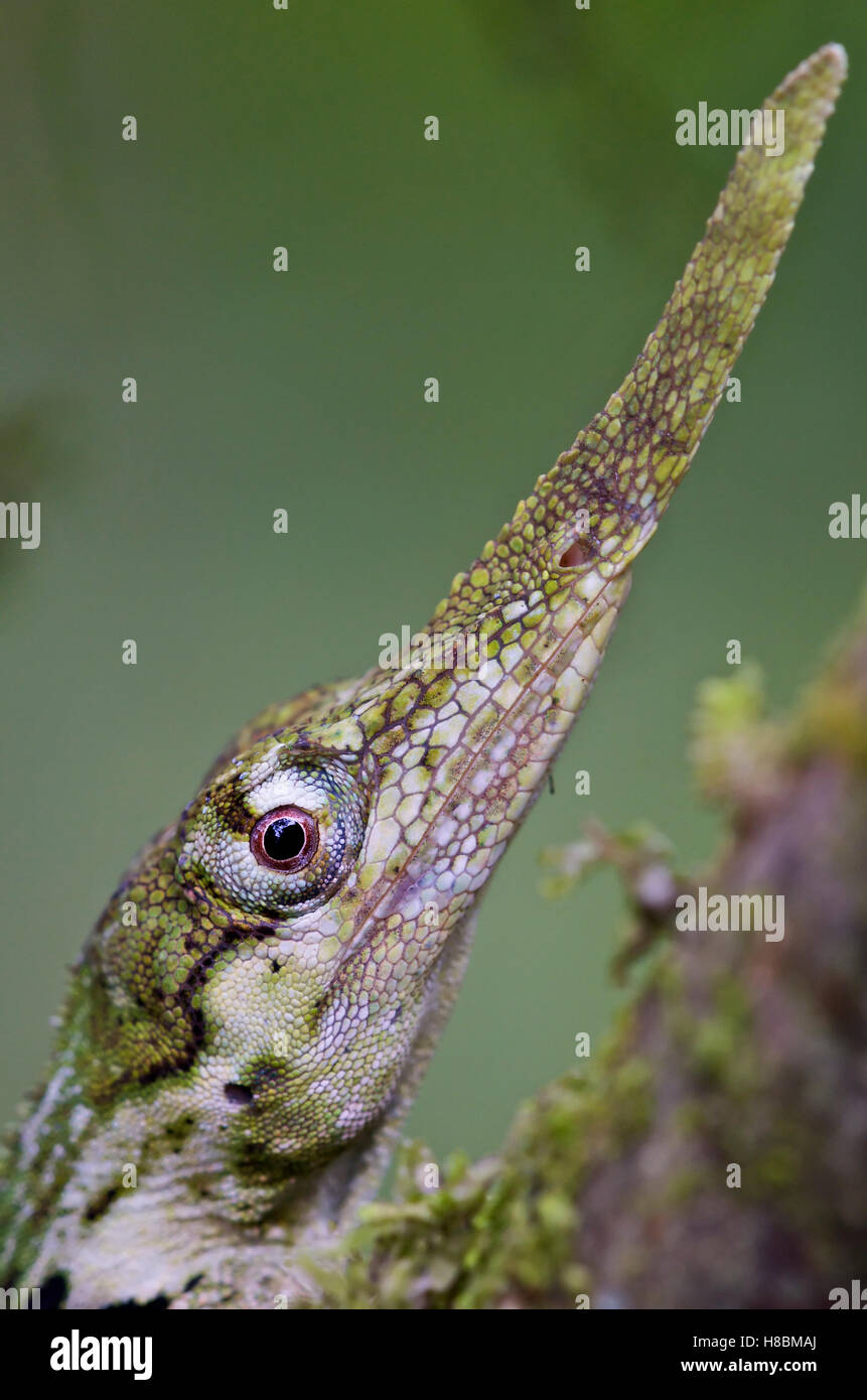 Horned Anole (Anolis proboscis) male, Mindo, Pichincha, Ecuador Stock ...