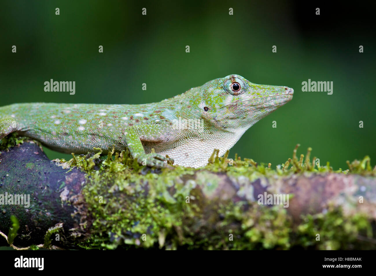 Horned Anole (Anolis proboscis) subadult female extending dewlap, Mindo ...