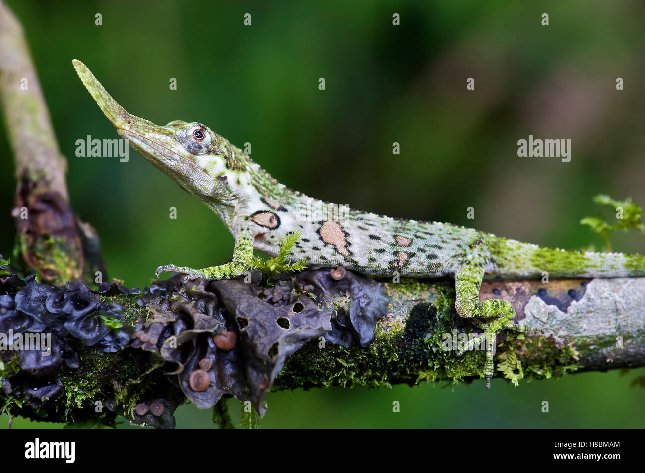 Horned Anole (Anolis proboscis) subadult male on branch, Mindo ...