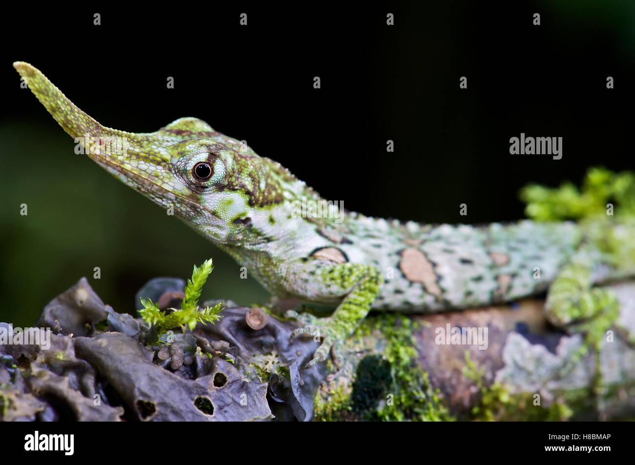 Proboscis anole hi-res stock photography and images - Alamy