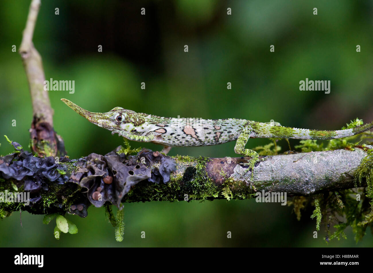 Horned Anole (Anolis proboscis) sub-adult male walking, Mindo ...