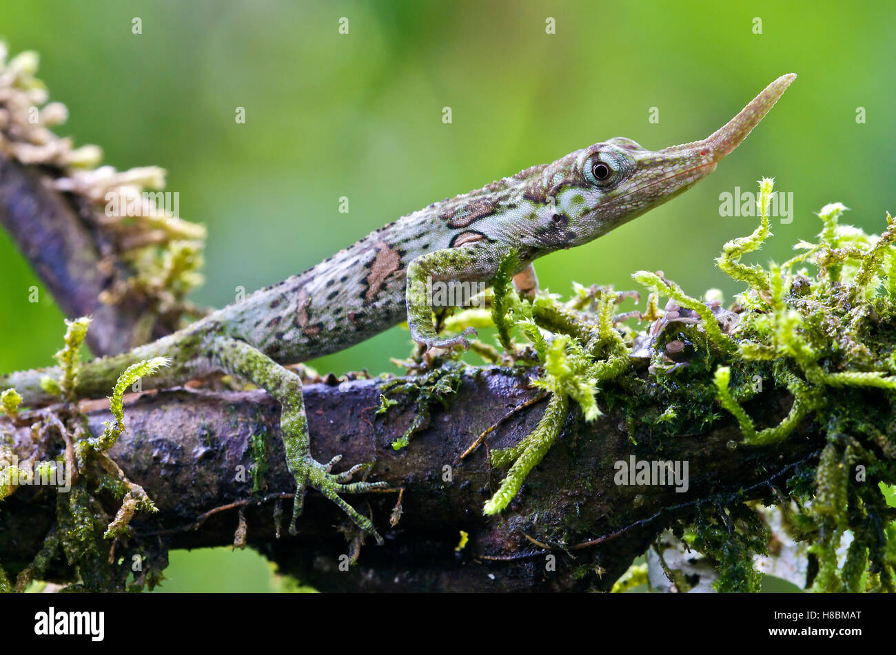 Proboscis anole hi-res stock photography and images - Alamy