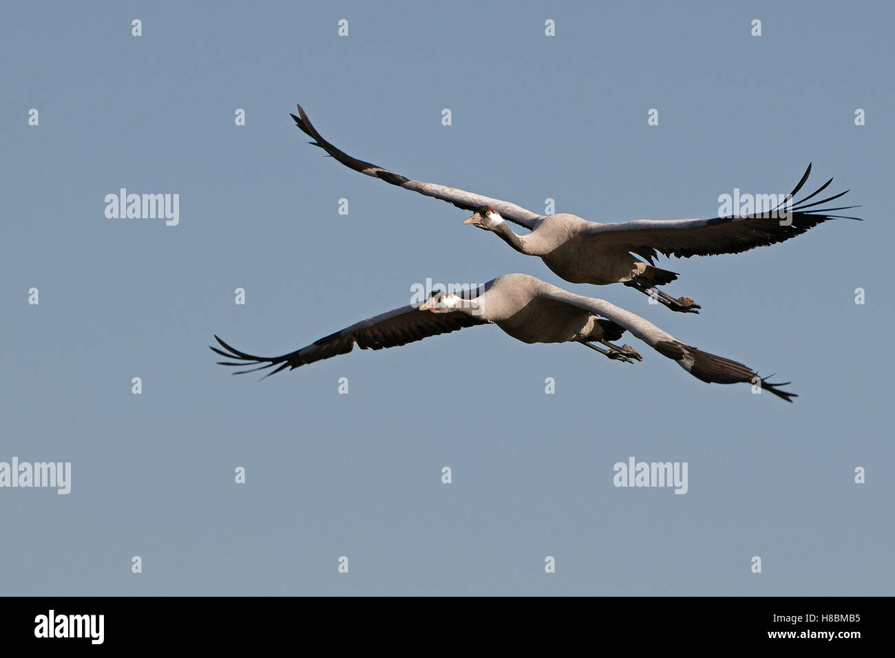 Common Crane (Grus grus) pair flying, Falkoping, Sweden Stock Photo - Alamy