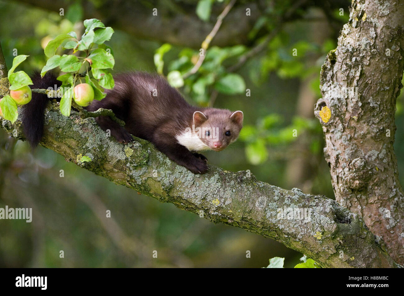 Beech Marten (Martes foina) on a tree branch, Vechta, Lower Saxony ...