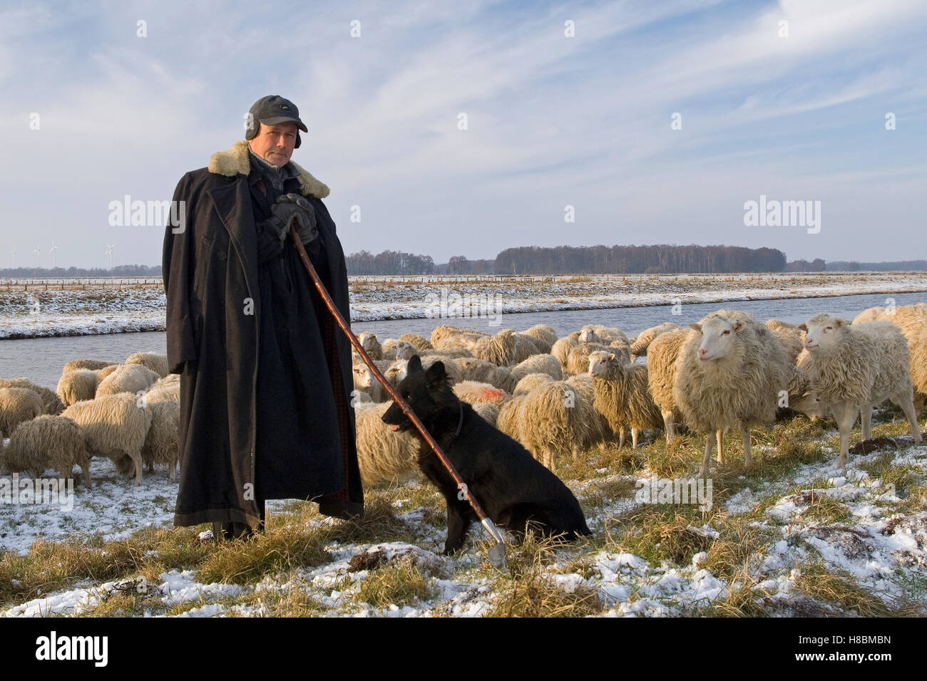 Domestic Sheep (Ovis aries) shepherd with flock in winter landscape, Lembruch, Duemmer See ...