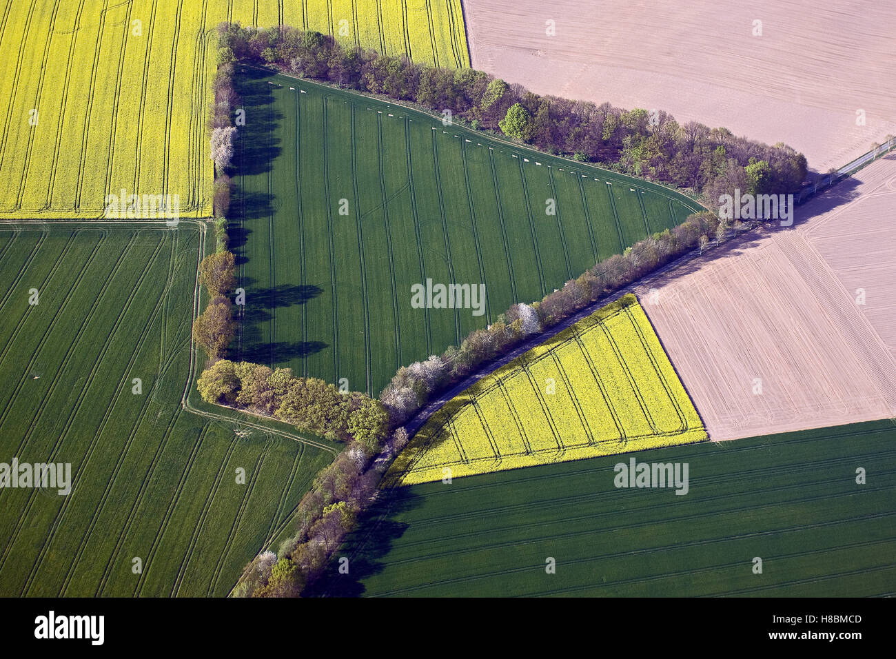 Farmland aerial showing windbreaks, Damme, Lower Saxony, Germany Stock ...