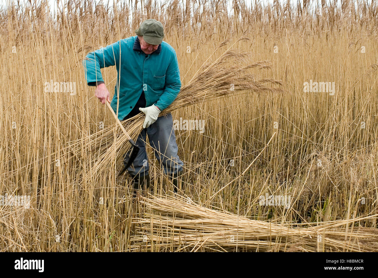 Man cutting reeds on the bank of a lake, Lembruch, Dummer See, Lower ...