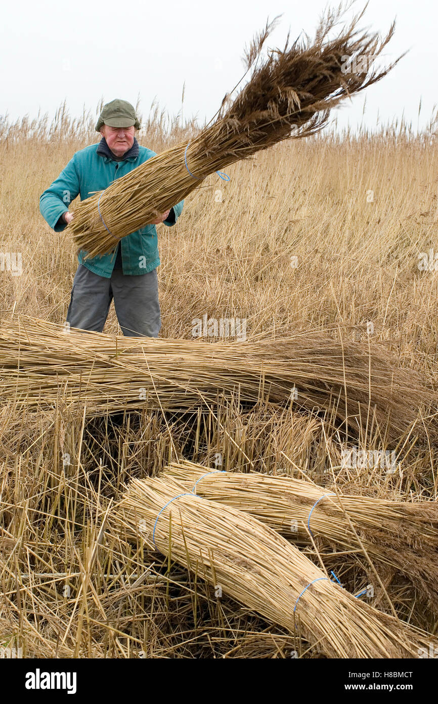 Man cutting reeds at lakeshore, Lembruch, Dummer See, Lower Saxony ...